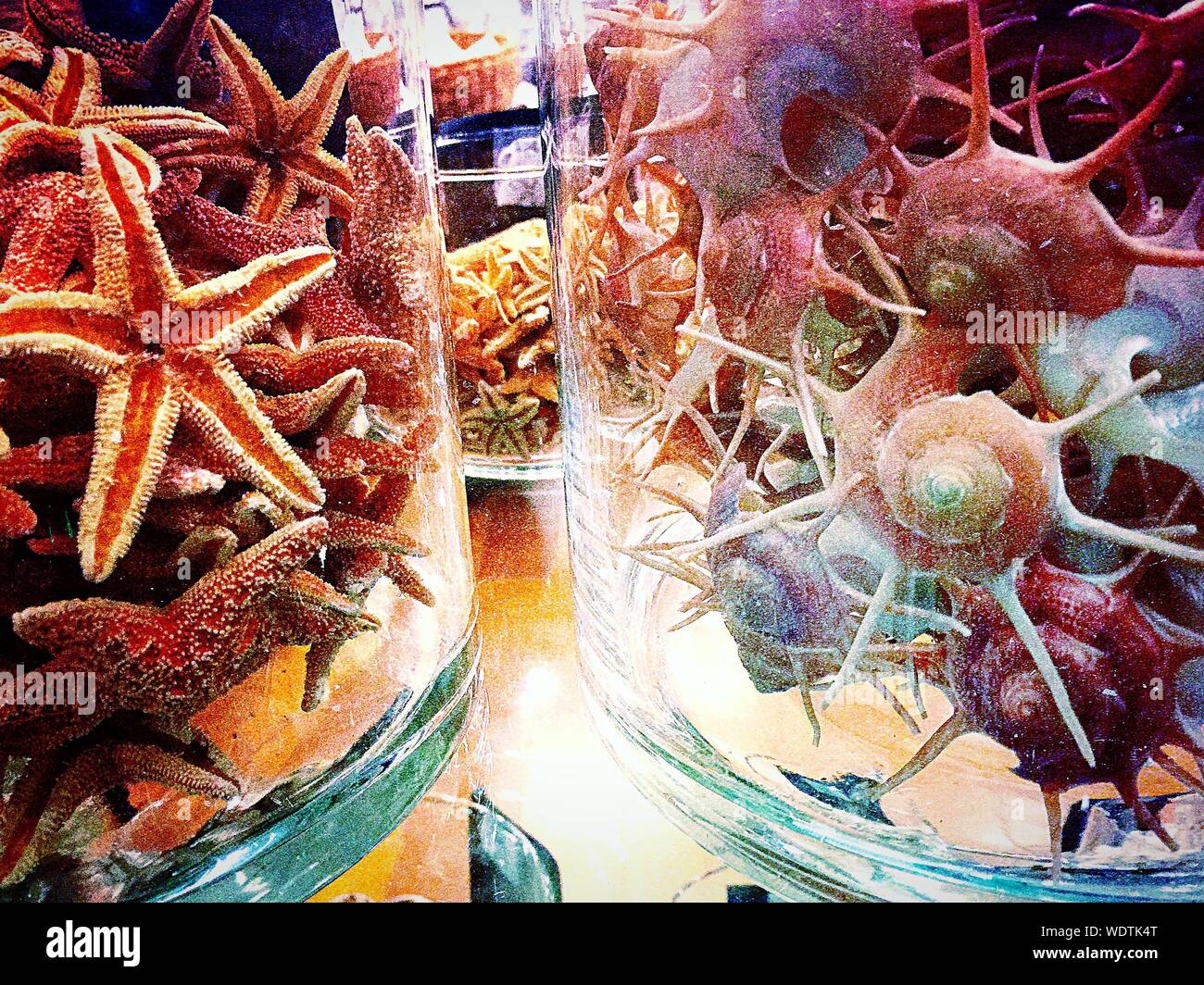 Laboratory animals hi-res stock photography and images - Alamy