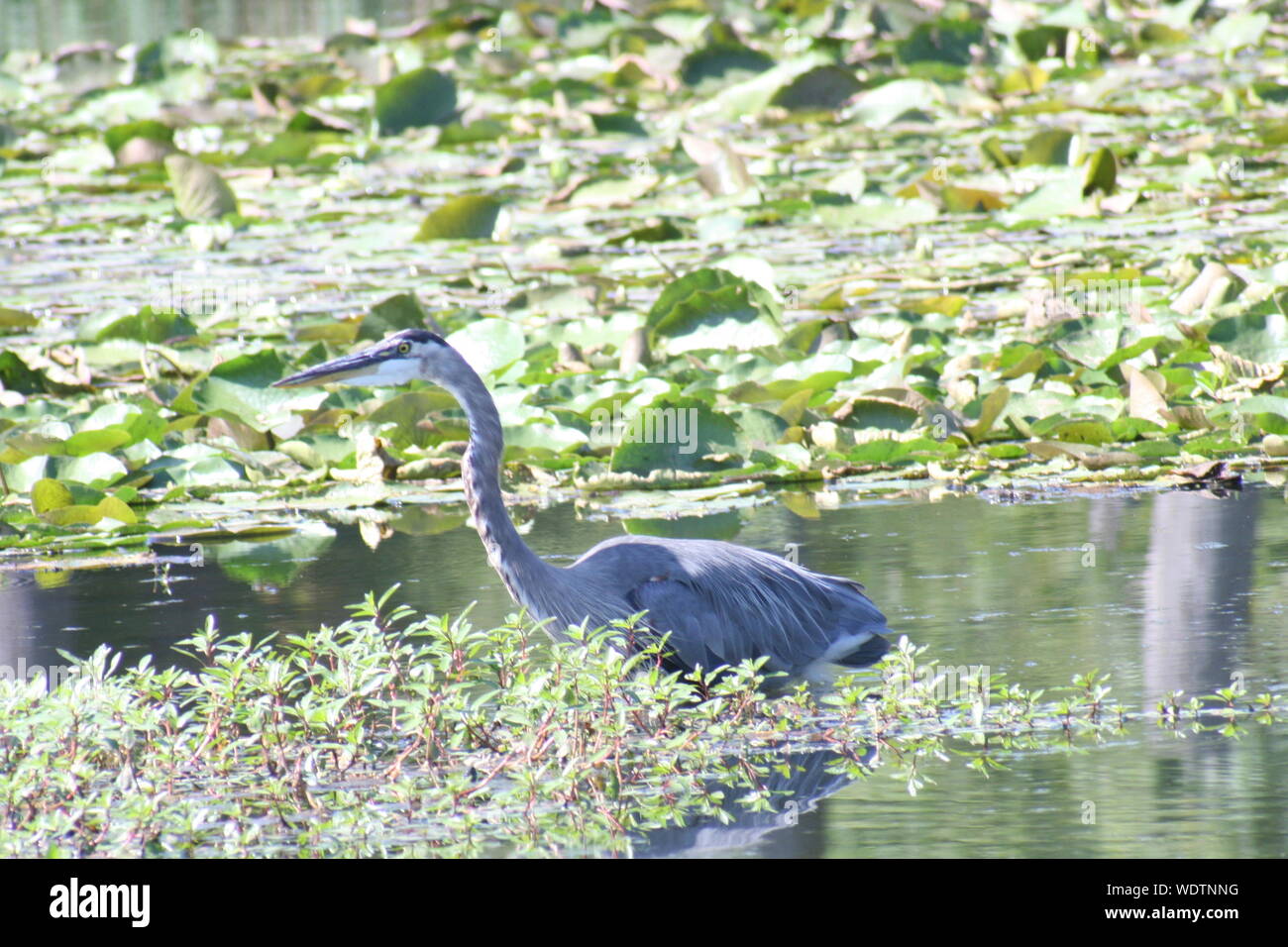 Blue springs kanas city hi-res stock photography and images - Alamy