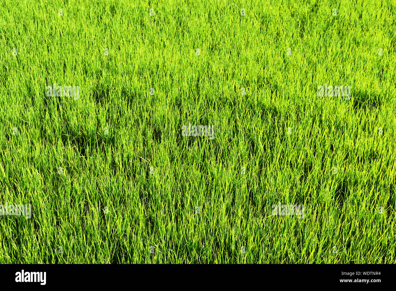 Green rice field crop , Agriculture in Thailand Stock Photo - Alamy