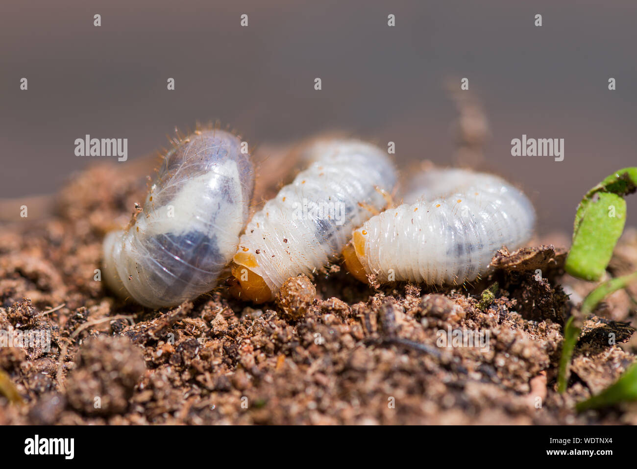 Worms close up hi-res stock photography and images - Alamy