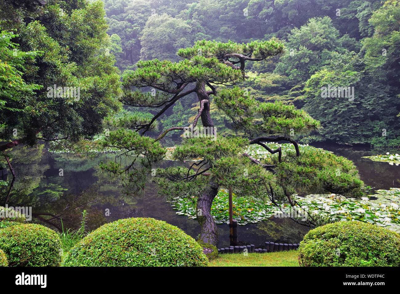Traditional Japanese gardens in public parks in Tokyo, Japan. Views of ...