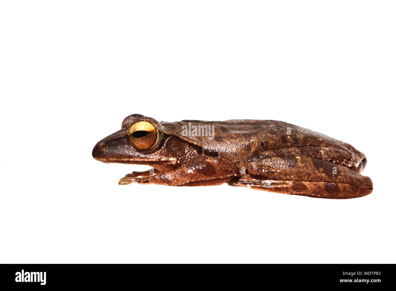 Big eye sparkle of amphibians in tropical Asia , Common tree frog ...