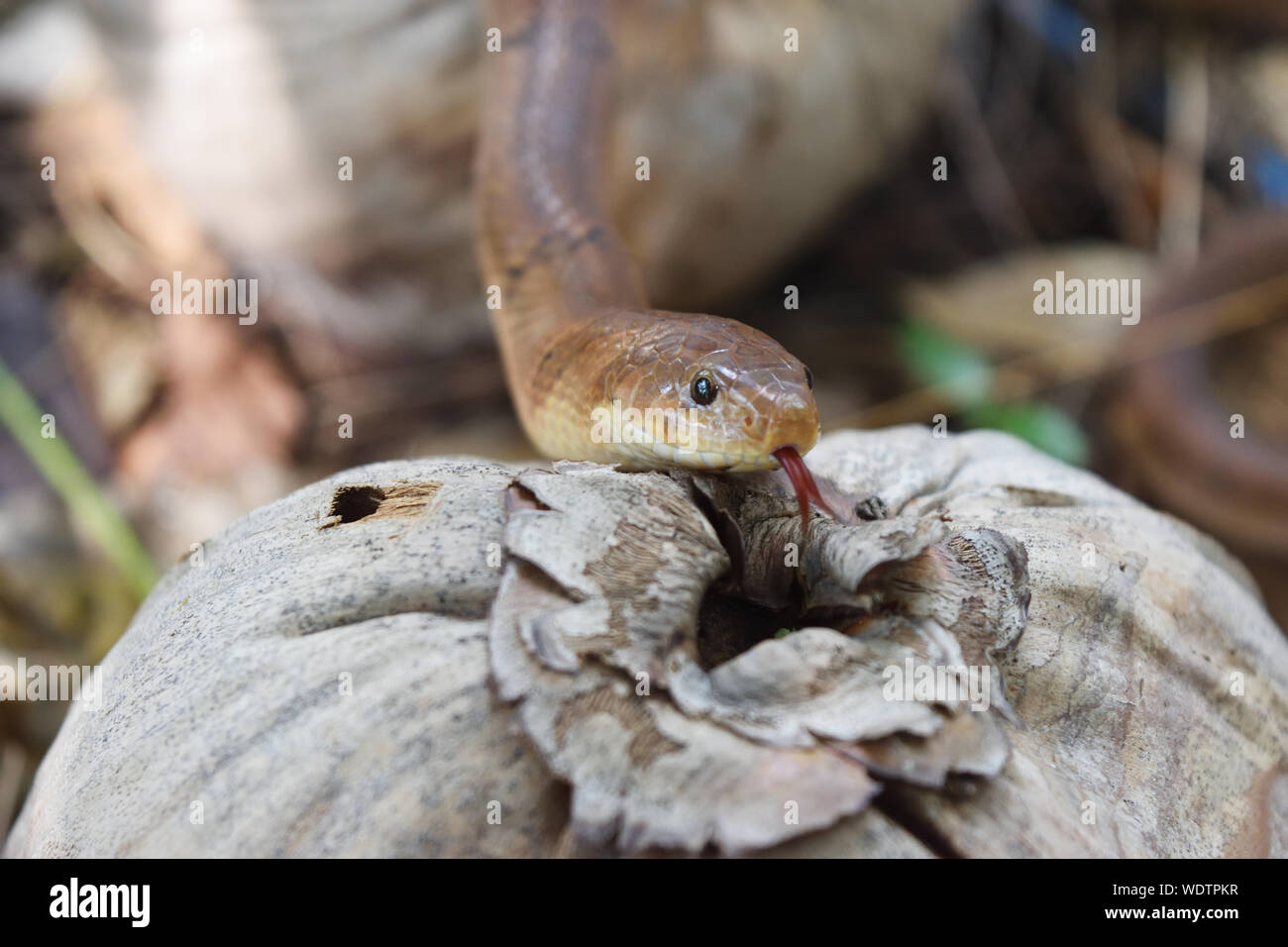 Close - up head of The Banded kukri snake ( Oligodon fasciolatus ) in ...