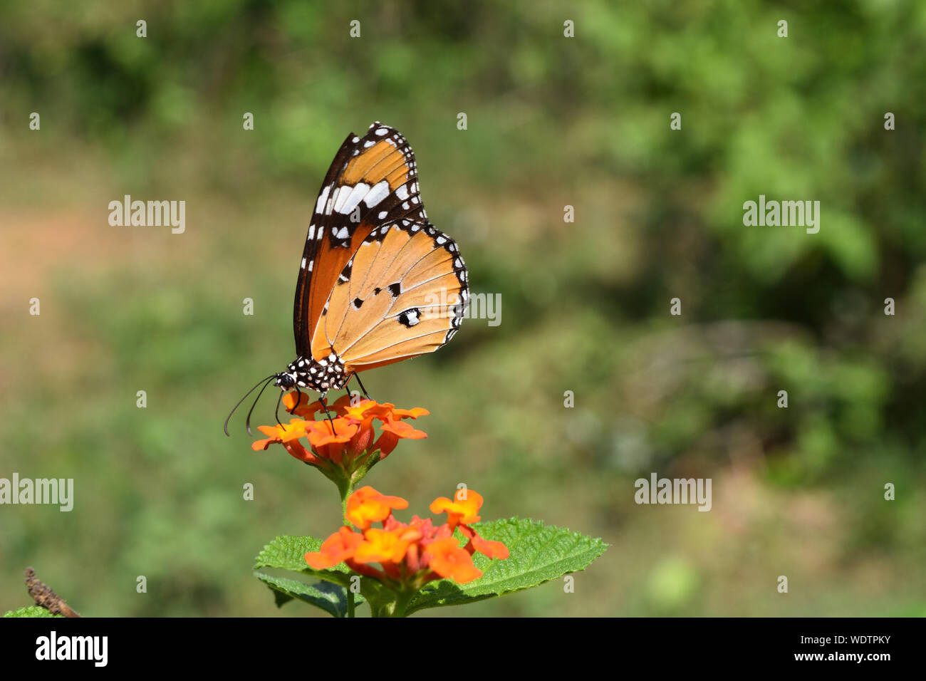 Black and orange monarch butterfly hi-res stock photography and images ...