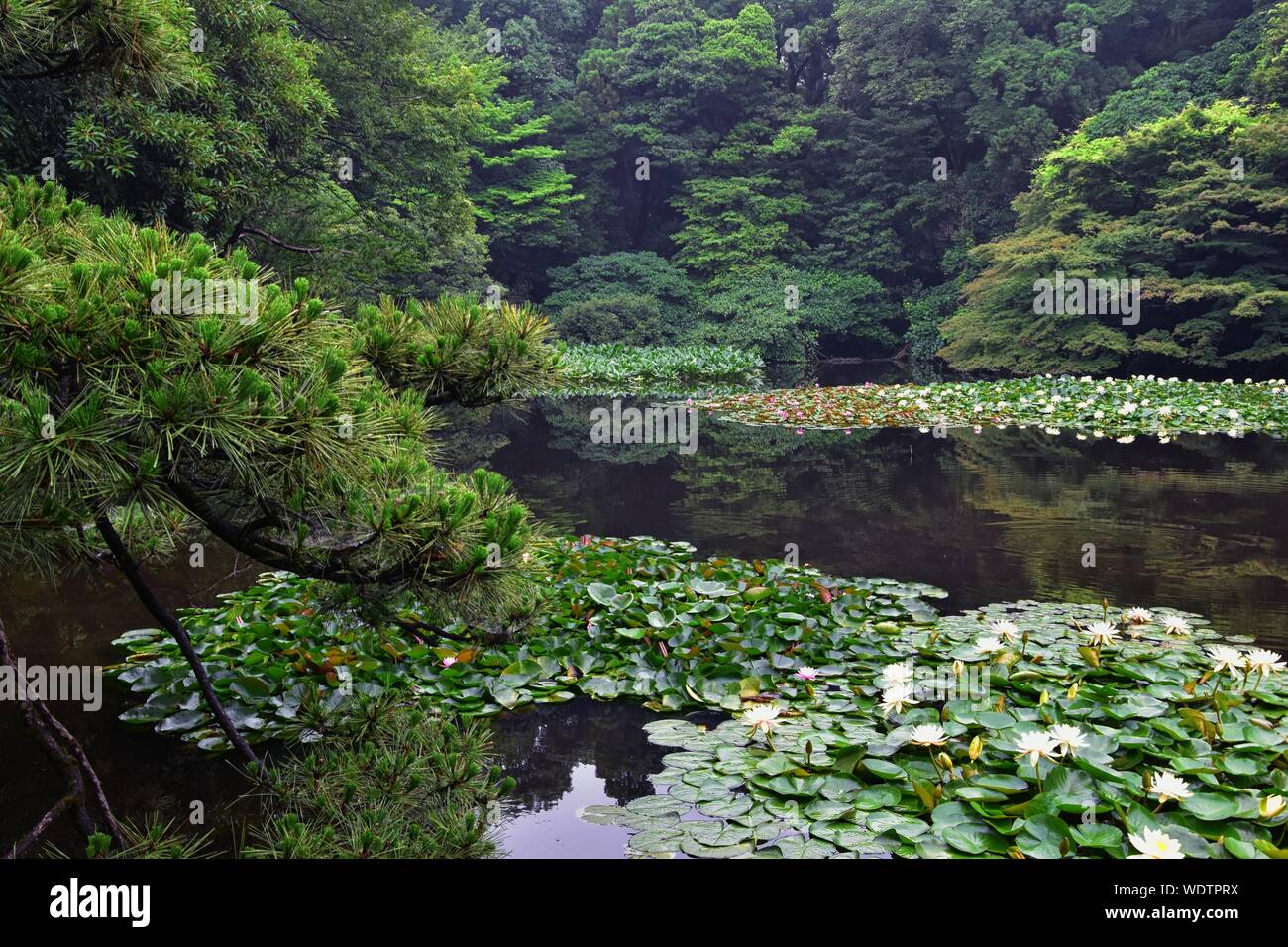 Traditional Japanese gardens in public parks in Tokyo, Japan. Views of ...