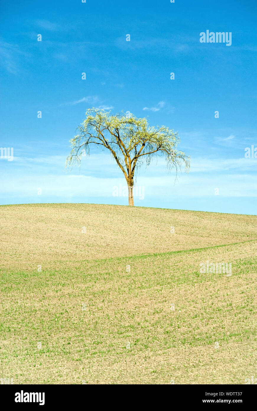 Single tree on rolling farmland Stock Photo - Alamy
