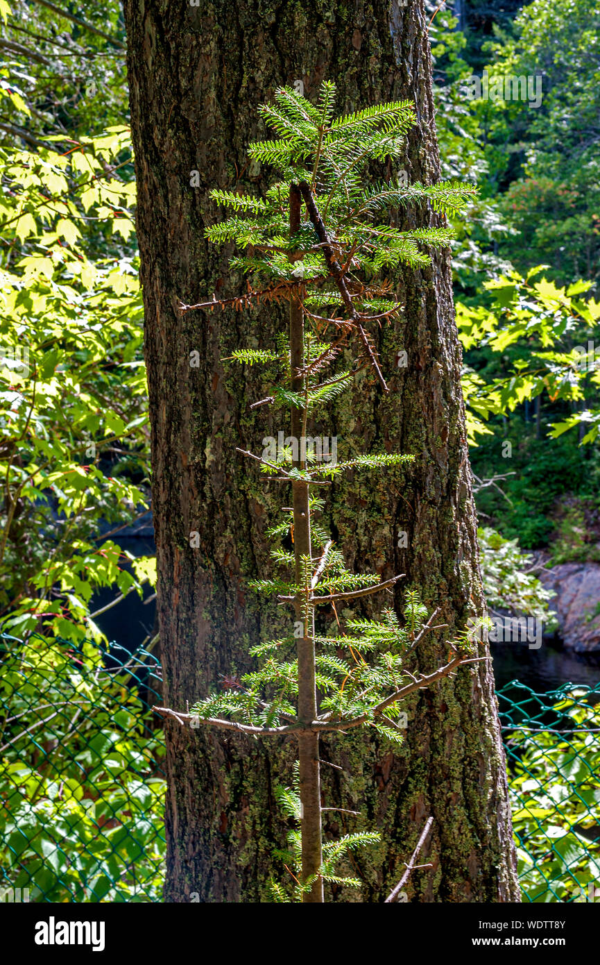 A young sapling and large tree trunk Stock Photo - Alamy