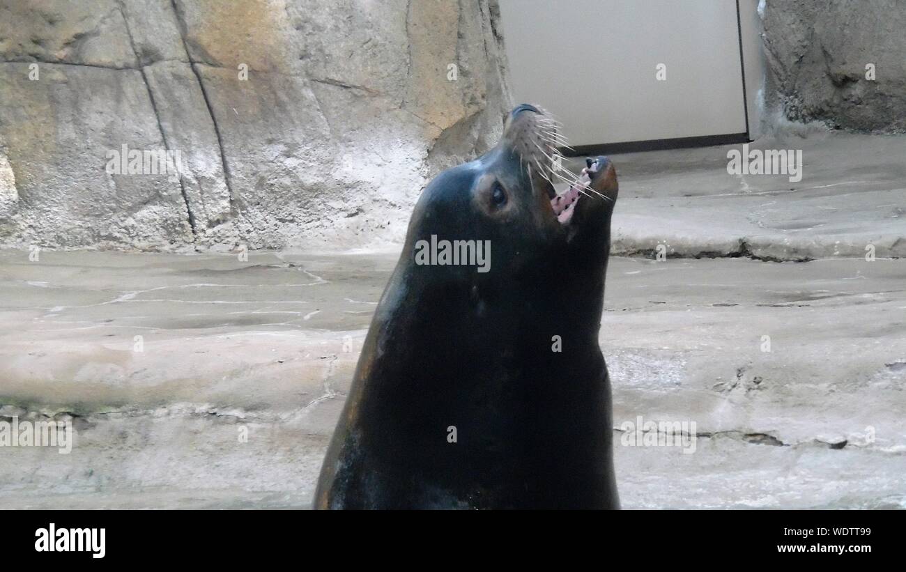 Black seal hi-res stock photography and images - Alamy