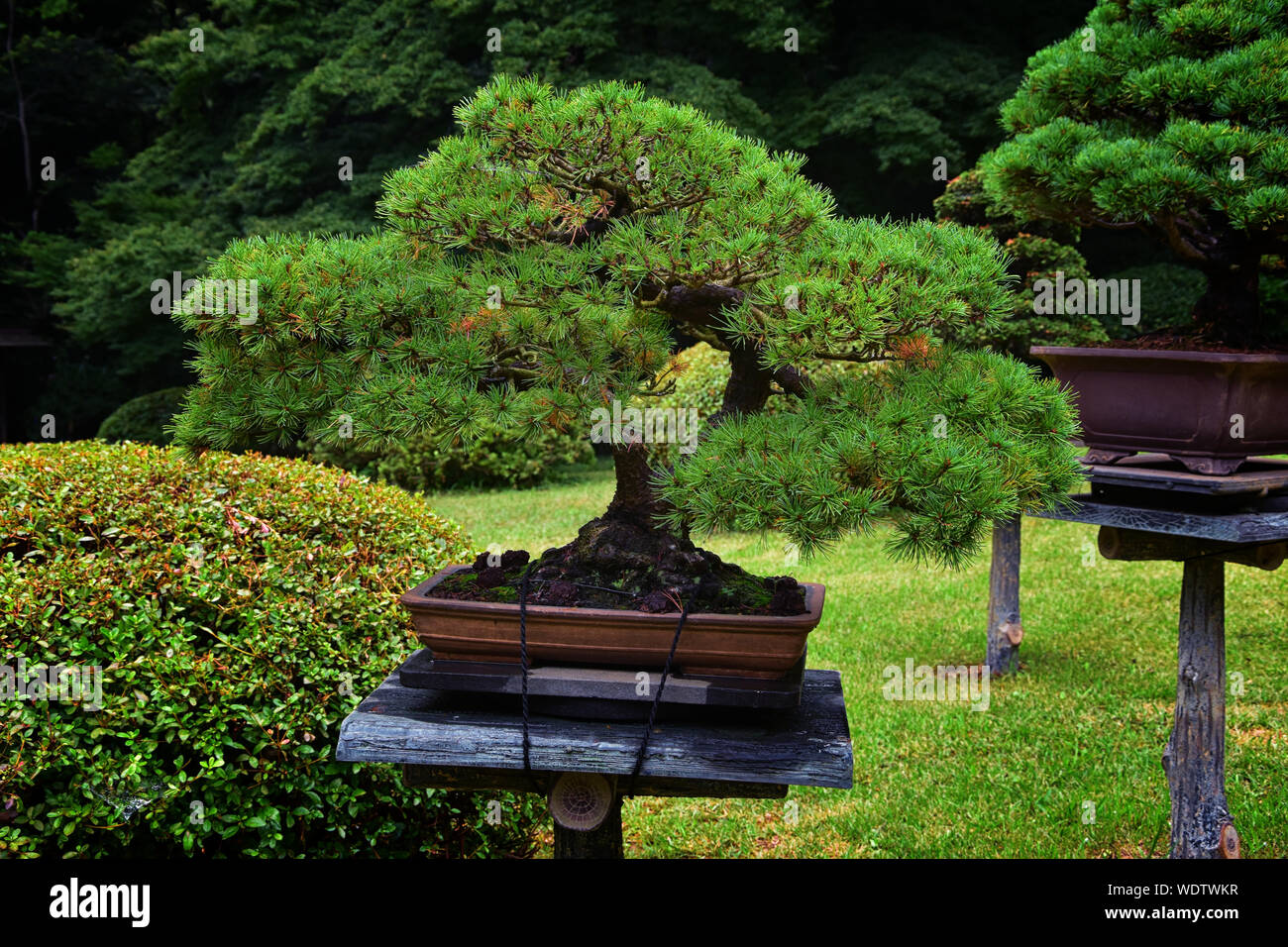 Traditional Japanese gardens in public parks in Tokyo, Japan. Views of ...
