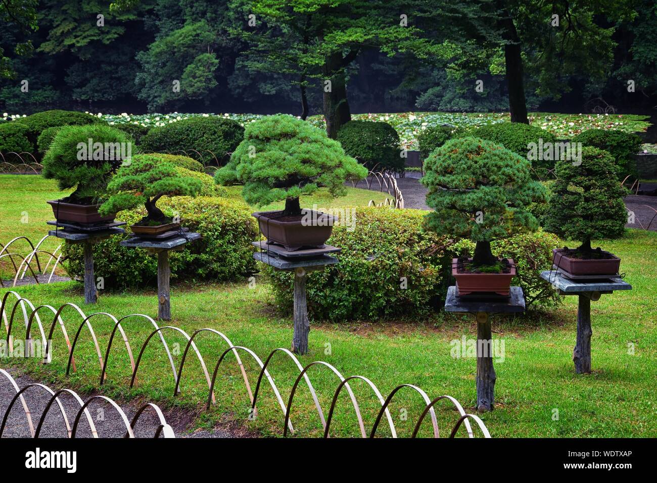 Traditional Japanese gardens in public parks in Tokyo, Japan. Views of ...