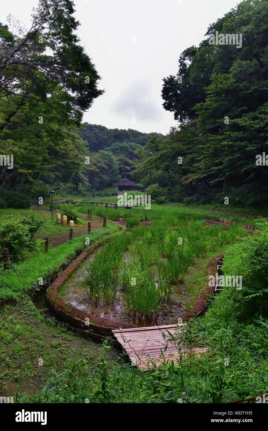 Traditional Japanese gardens in public parks in Tokyo, Japan. Views of ...