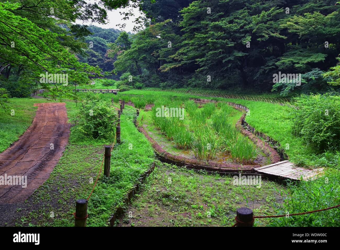 Traditional Japanese gardens in public parks in Tokyo, Japan. Views of ...