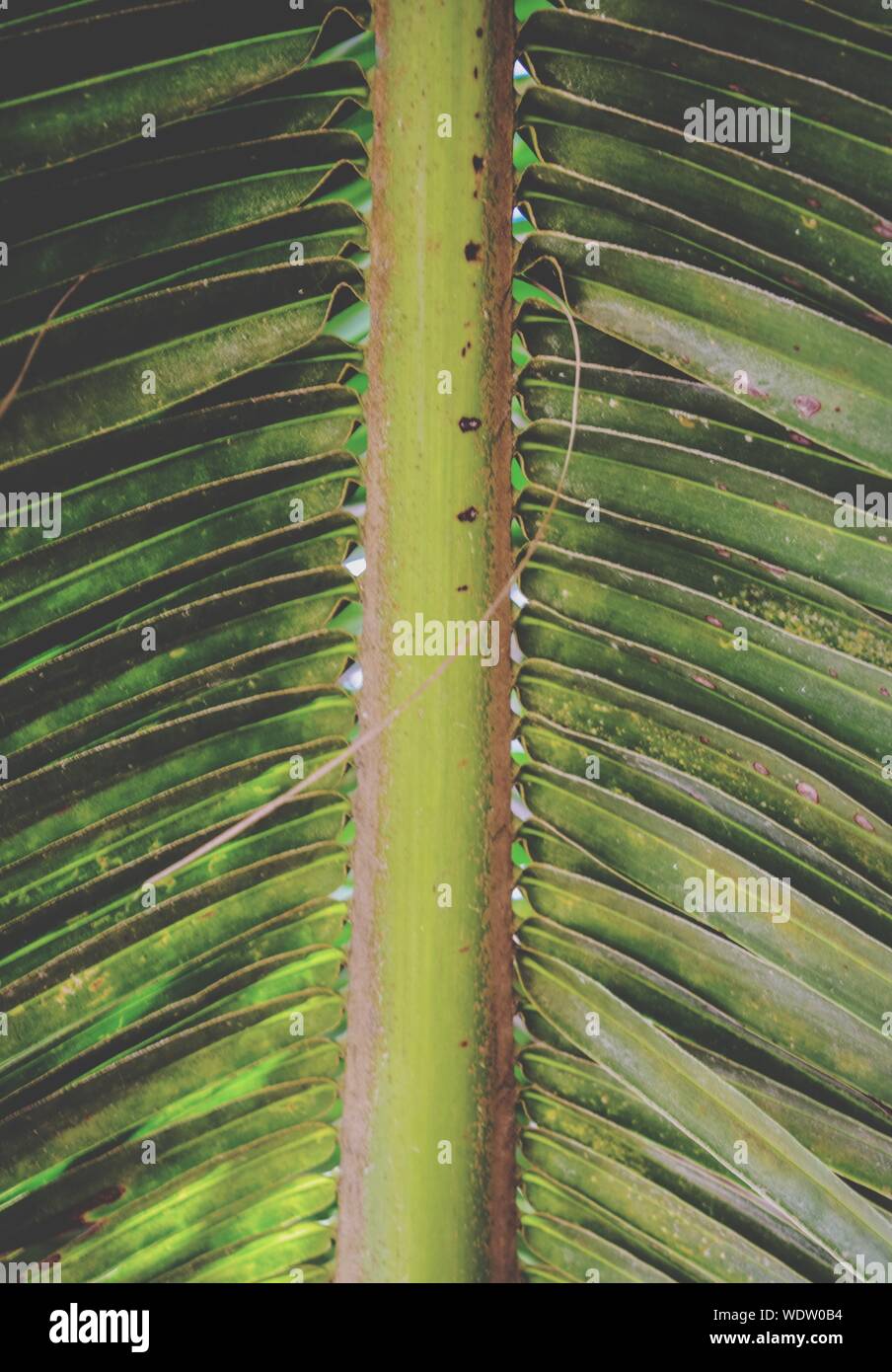 Puerto palm rico leaf hi-res stock photography and images - Alamy