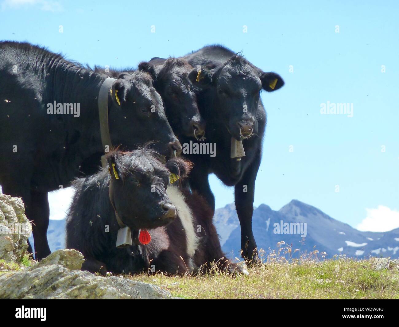 Cattle mountain hi-res stock photography and images - Alamy