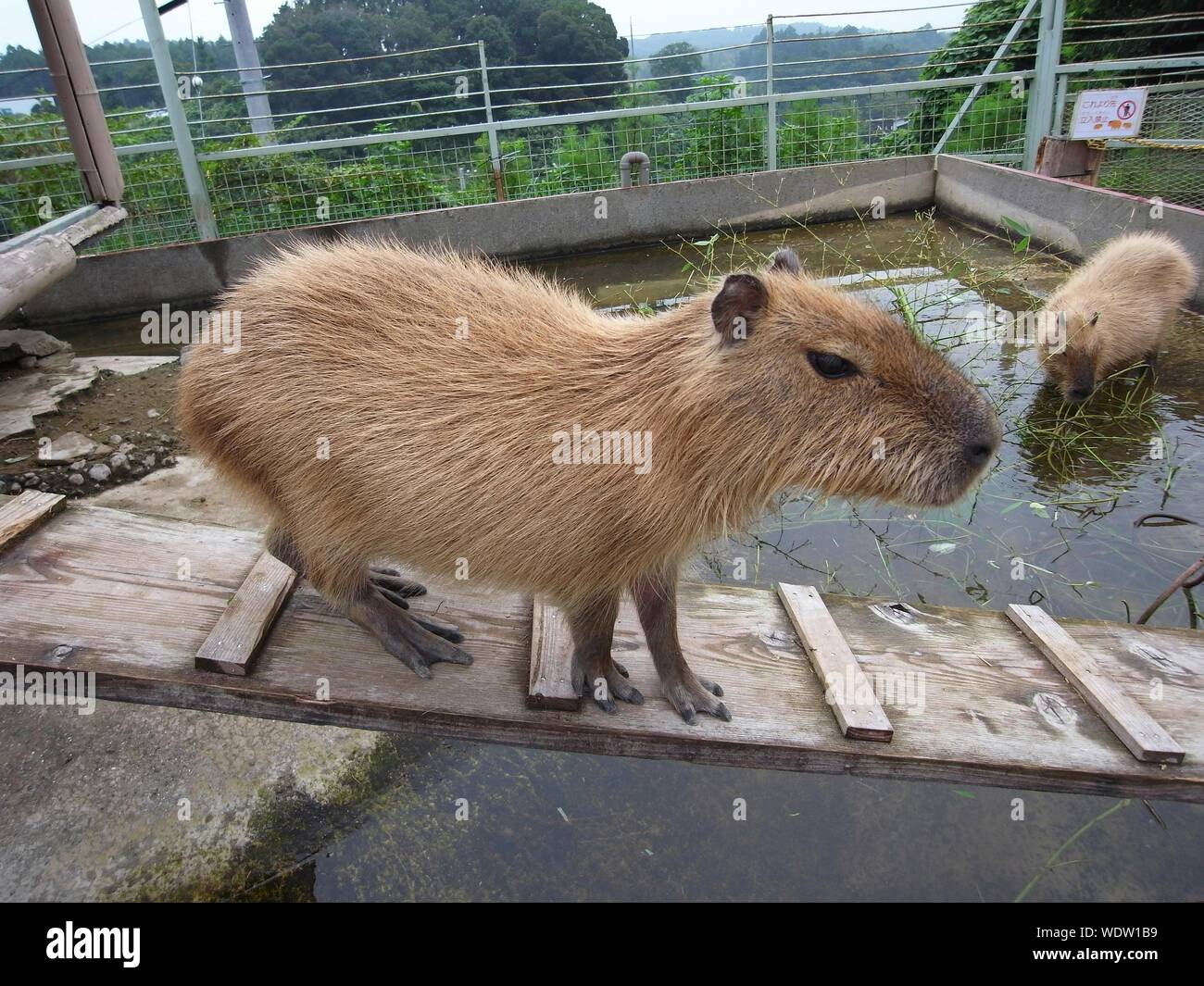 Two capybara hi-res stock photography and images - Alamy
