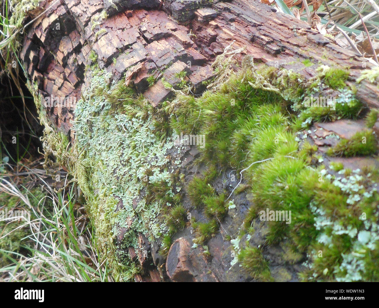 Fungus Growing On Rocks High Resolution Stock Photography and Images ...