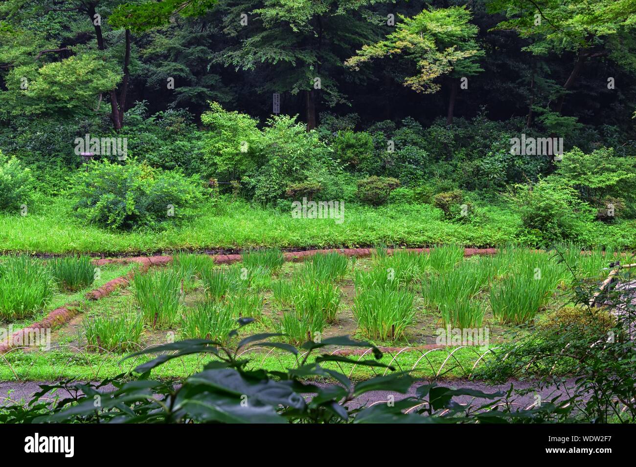 Traditional Japanese gardens in public parks in Tokyo, Japan. Views of ...