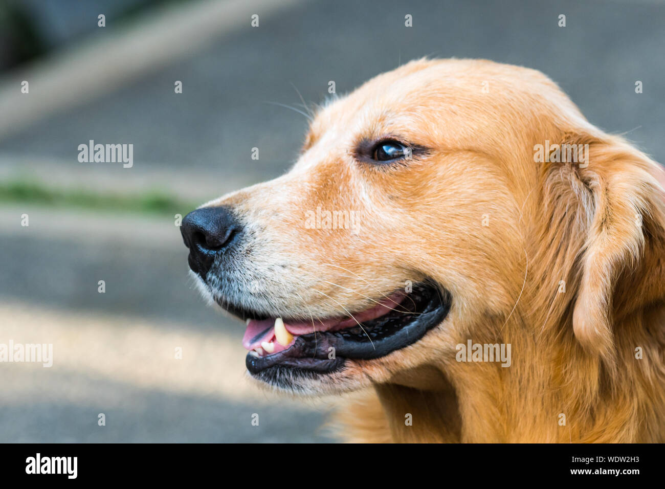 Golden retriever side view hi-res stock photography and images - Alamy