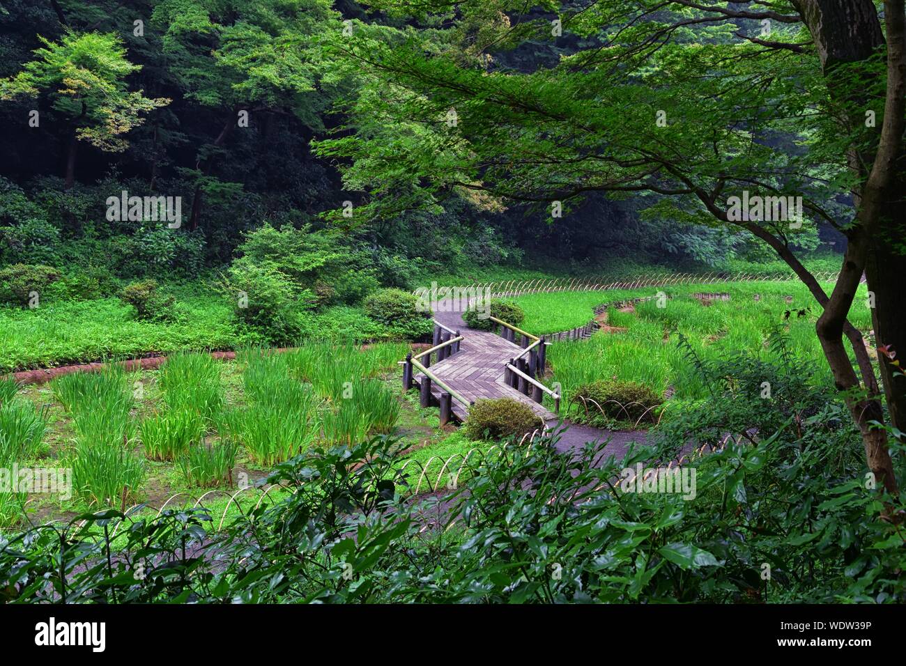 Traditional Japanese gardens in public parks in Tokyo, Japan. Views of ...
