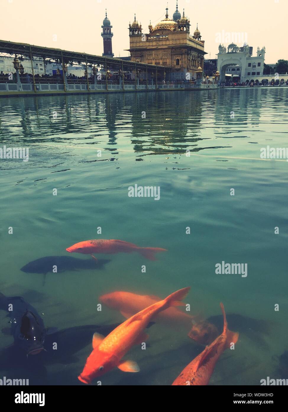 Fish temple hi-res stock photography and images - Alamy