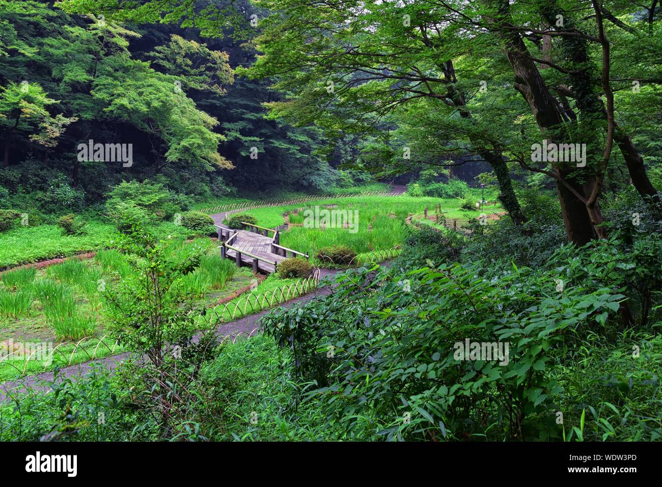 Traditional Japanese gardens in public parks in Tokyo, Japan. Views of ...