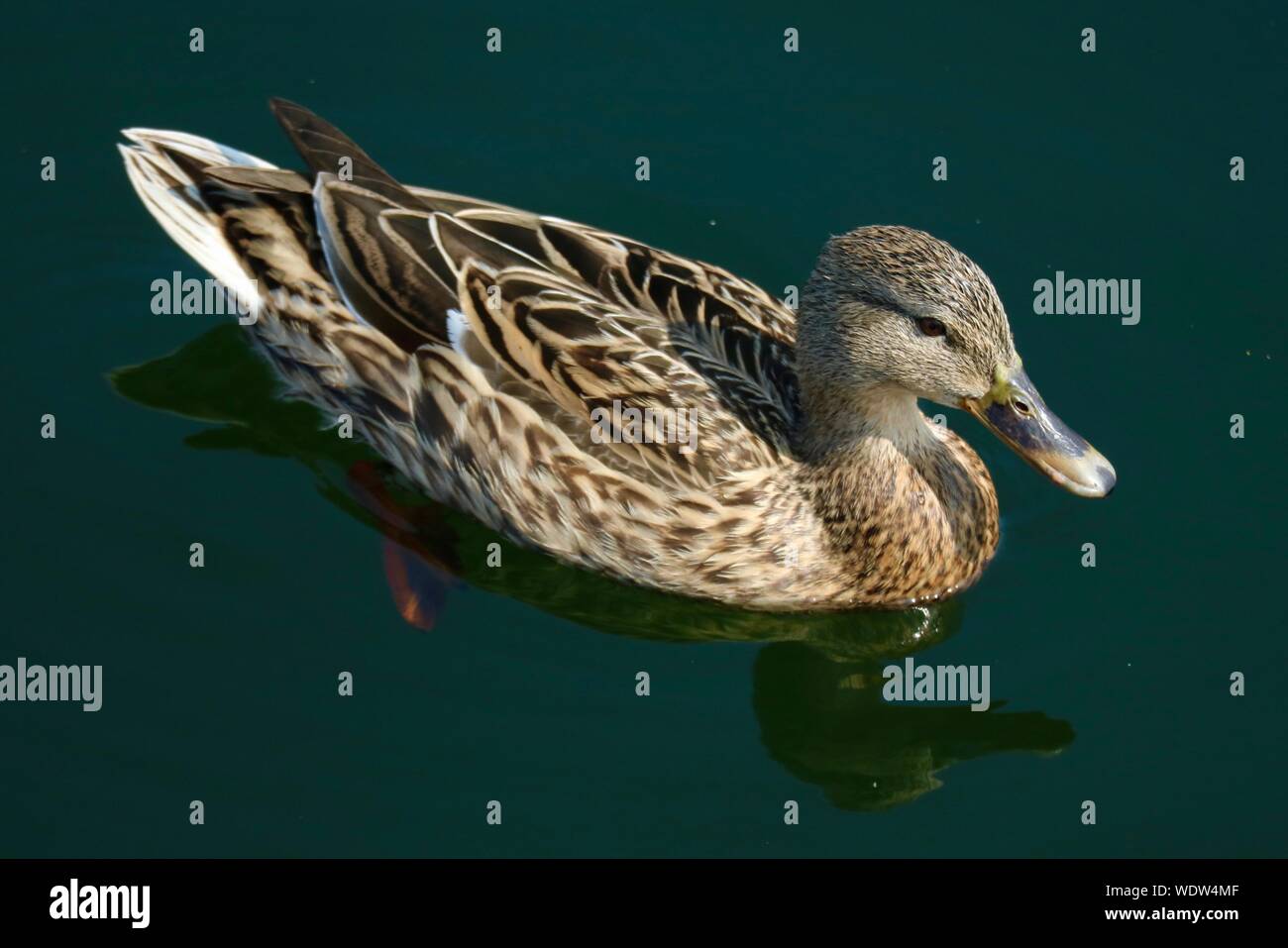 Duck floating on water hi-res stock photography and images - Alamy
