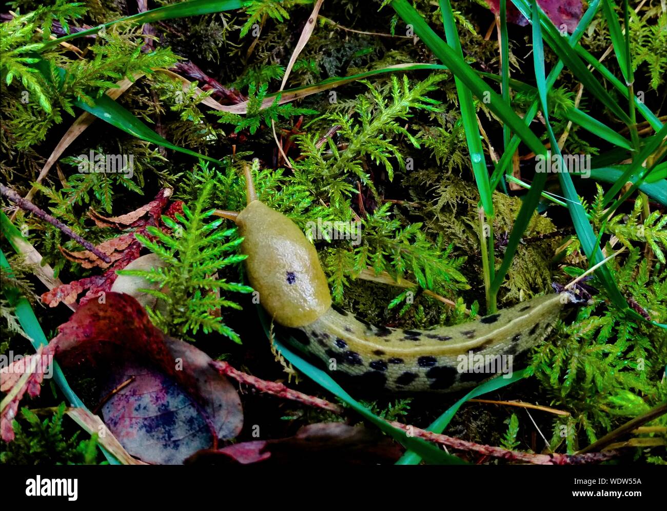 Plants mucus hi-res stock photography and images - Alamy