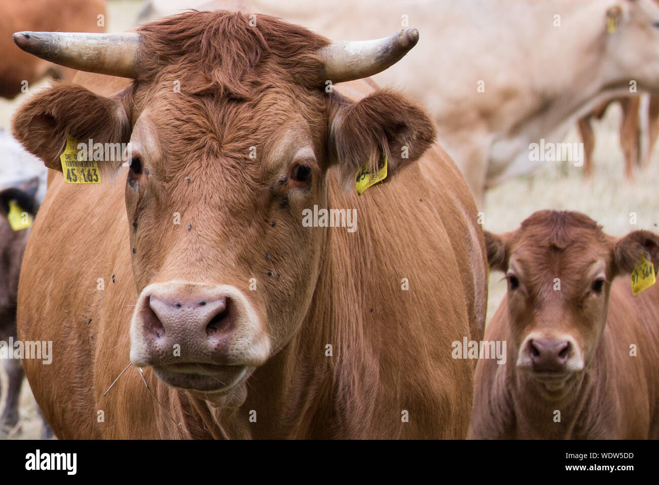 American bison looking at camera hi-res stock photography and images ...
