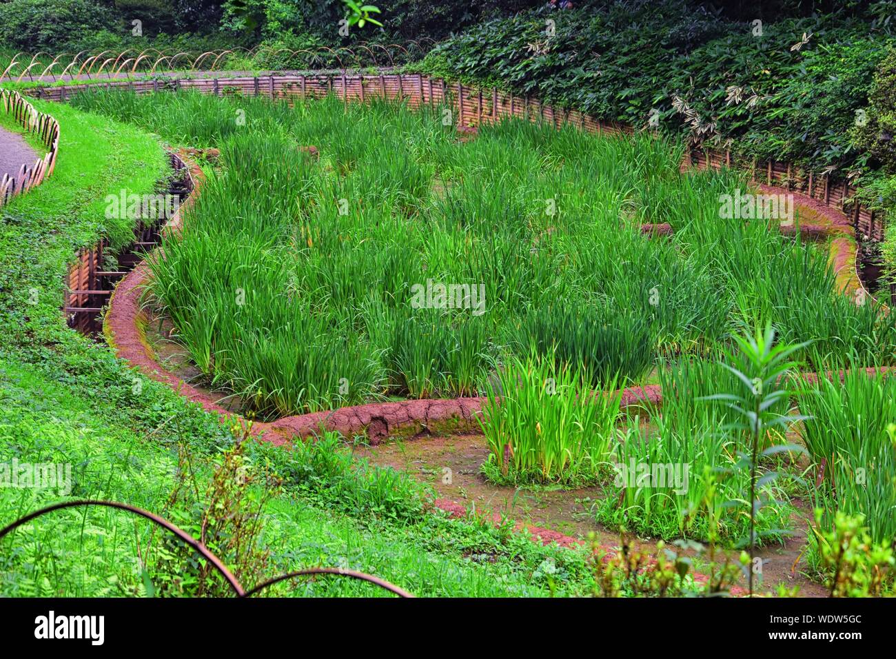 Traditional Japanese gardens in public parks in Tokyo, Japan. Views of ...