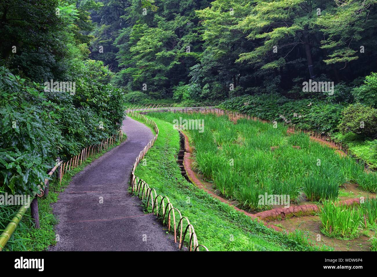 Traditional Japanese gardens in public parks in Tokyo, Japan. Views of ...