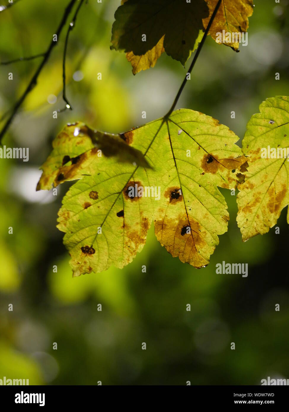 Damaged plant leaves hi-res stock photography and images - Alamy