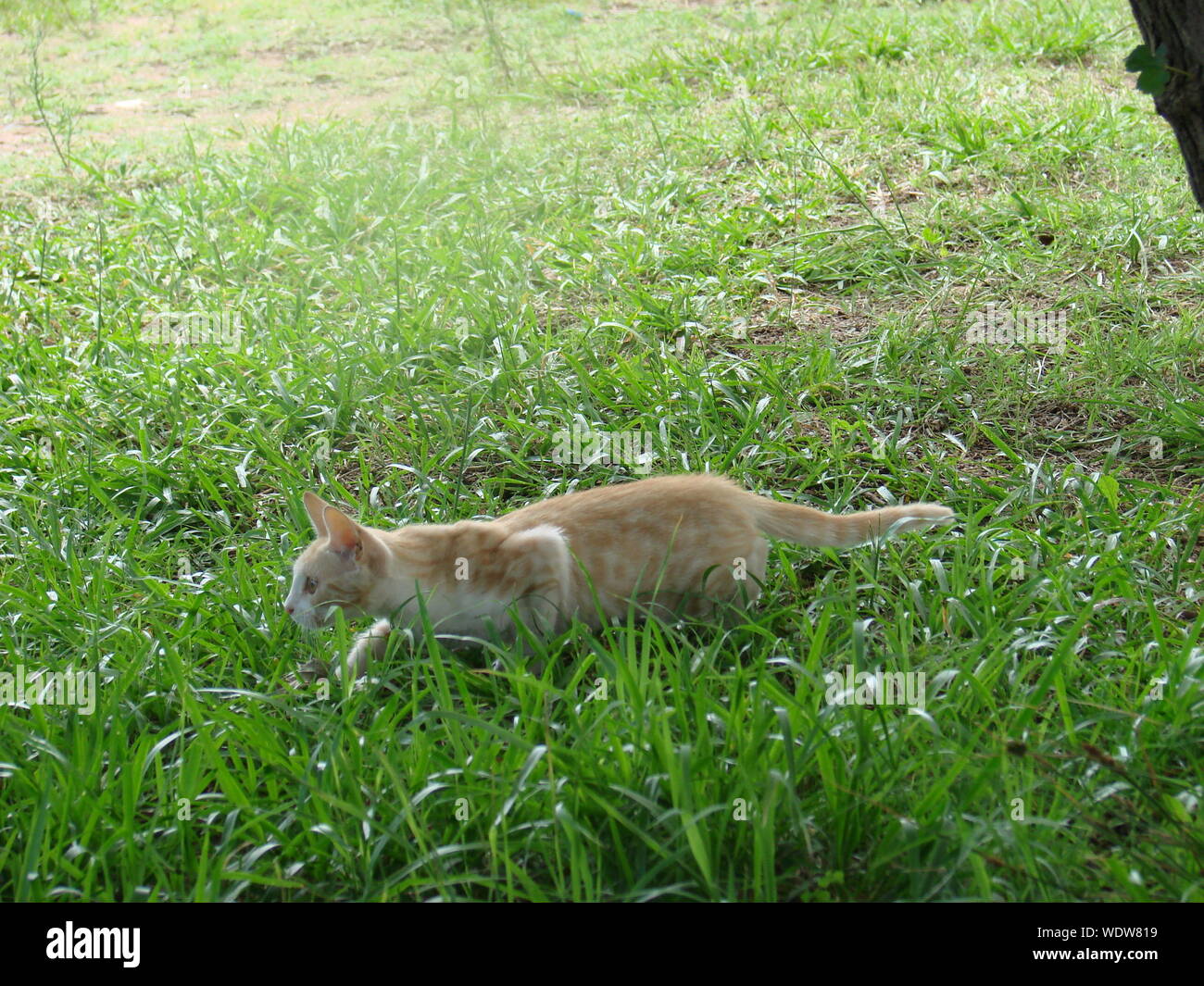 Prowling cat hi-res stock photography and images - Alamy