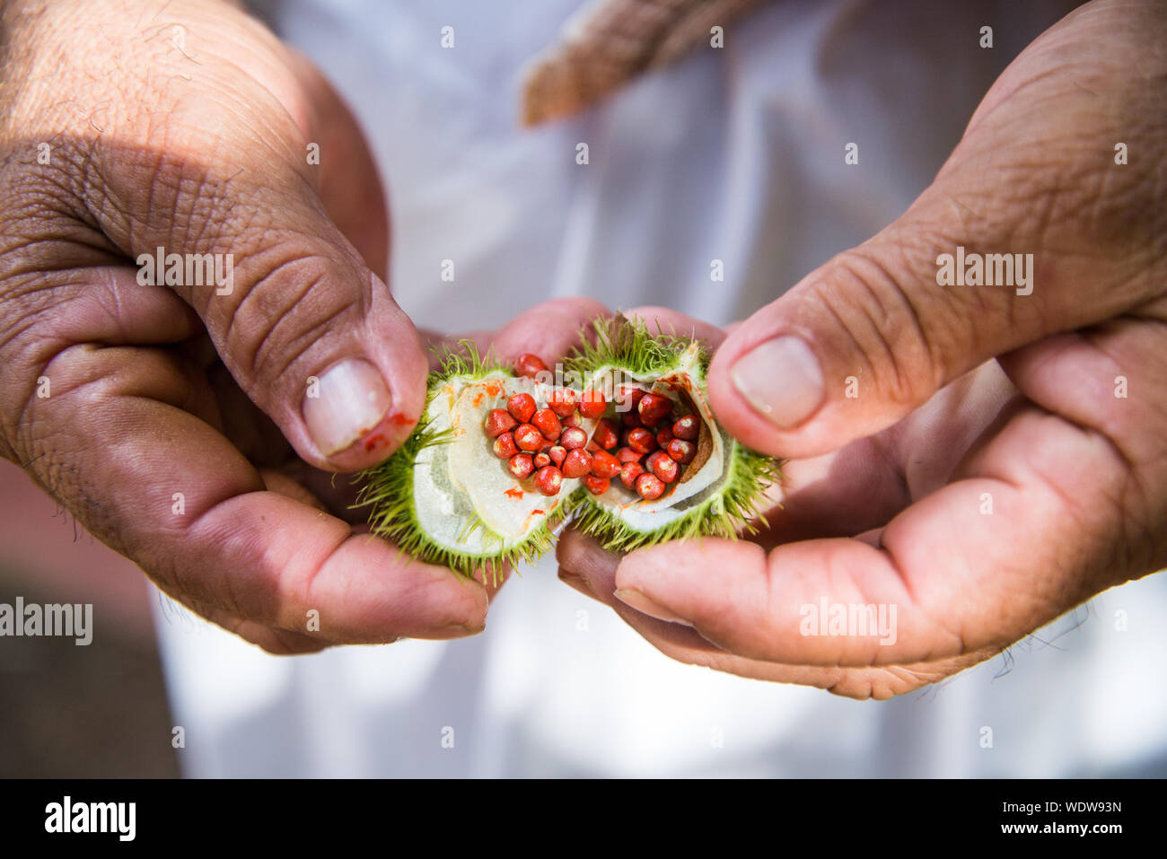 Achiote, fruit used as red pigment Stock Photo - Alamy