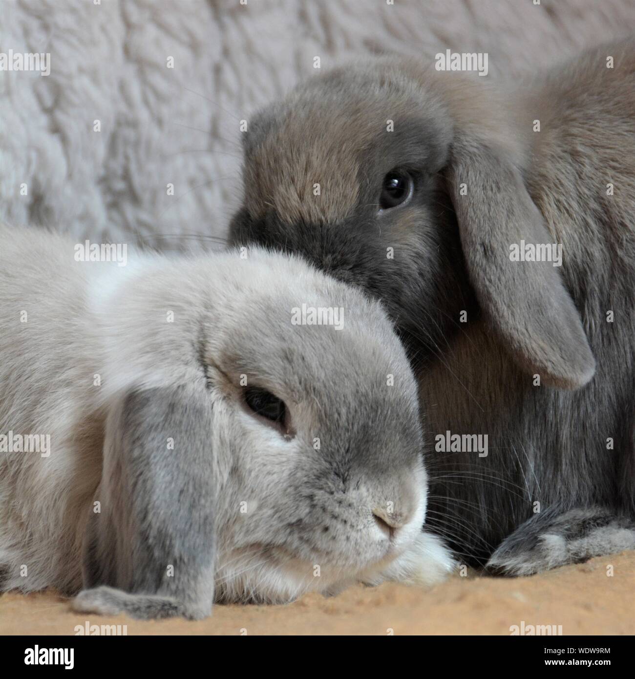 Domestic pet rabbits hi-res stock photography and images - Alamy