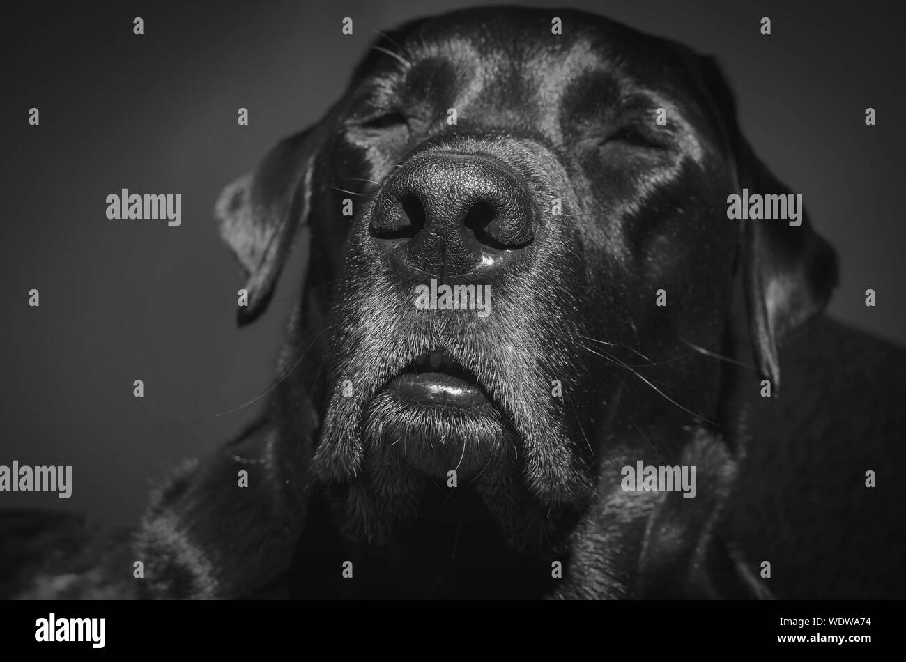 Closed snout hi-res stock photography and images - Alamy