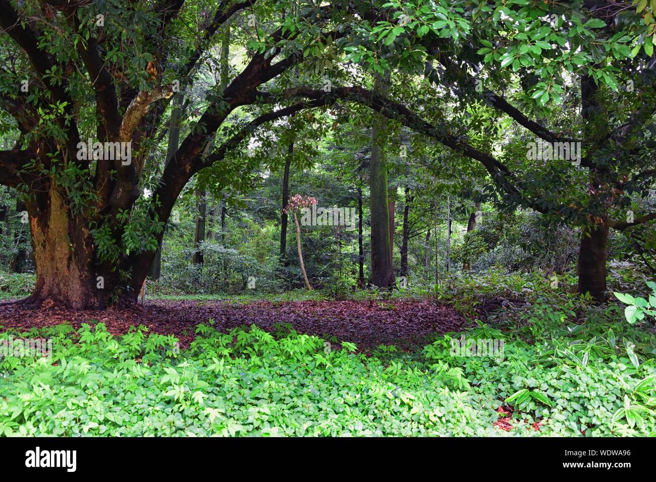 Traditional Japanese gardens in public parks in Tokyo, Japan. Views of ...