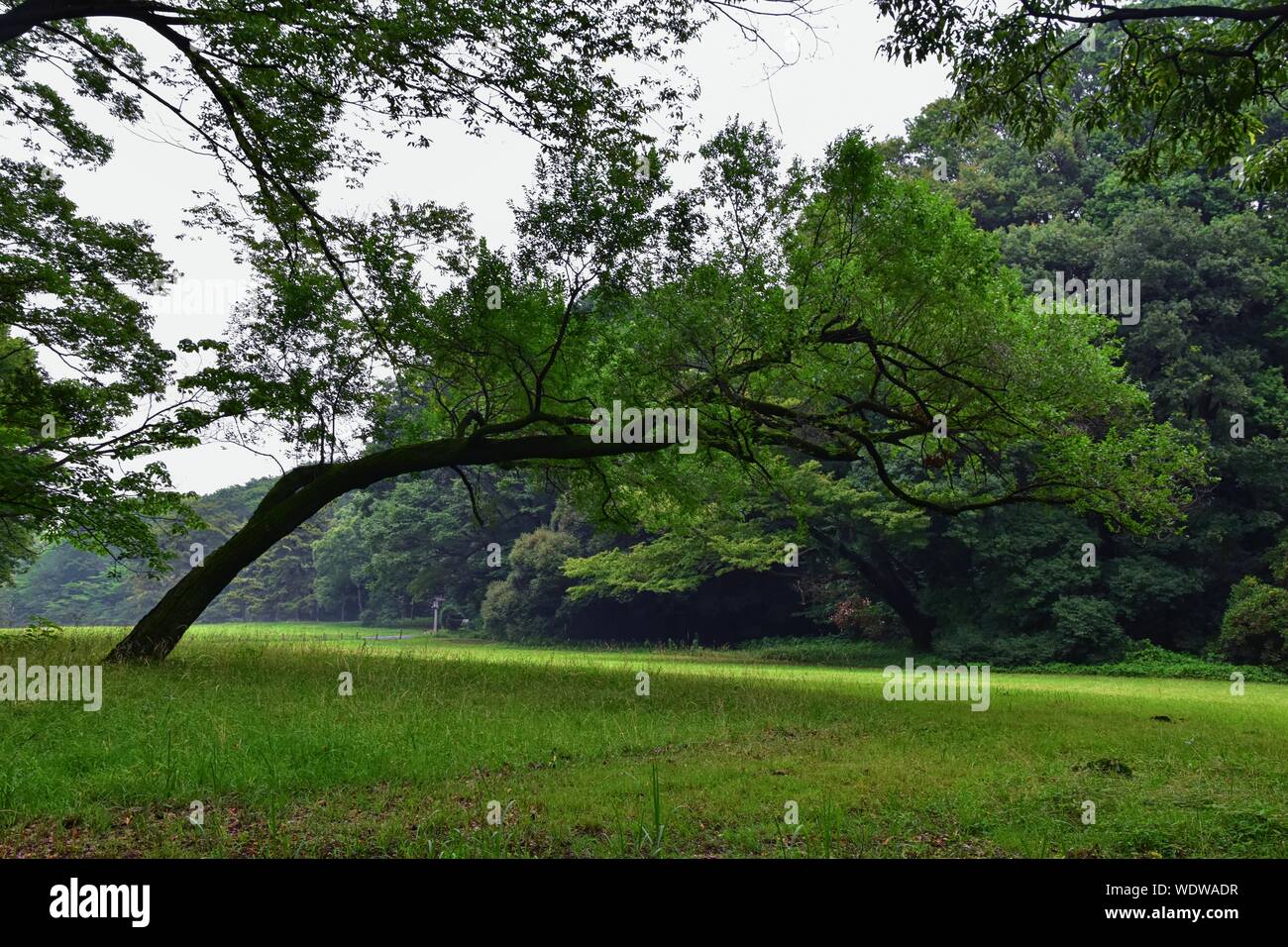 Traditional Japanese gardens in public parks in Tokyo, Japan. Views of ...