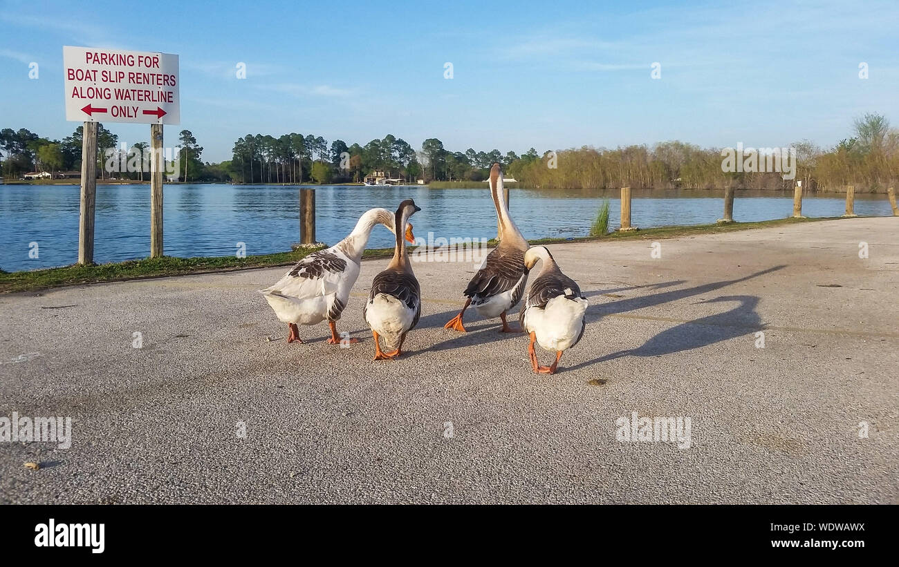 Rear of birds hi-res stock photography and images - Alamy