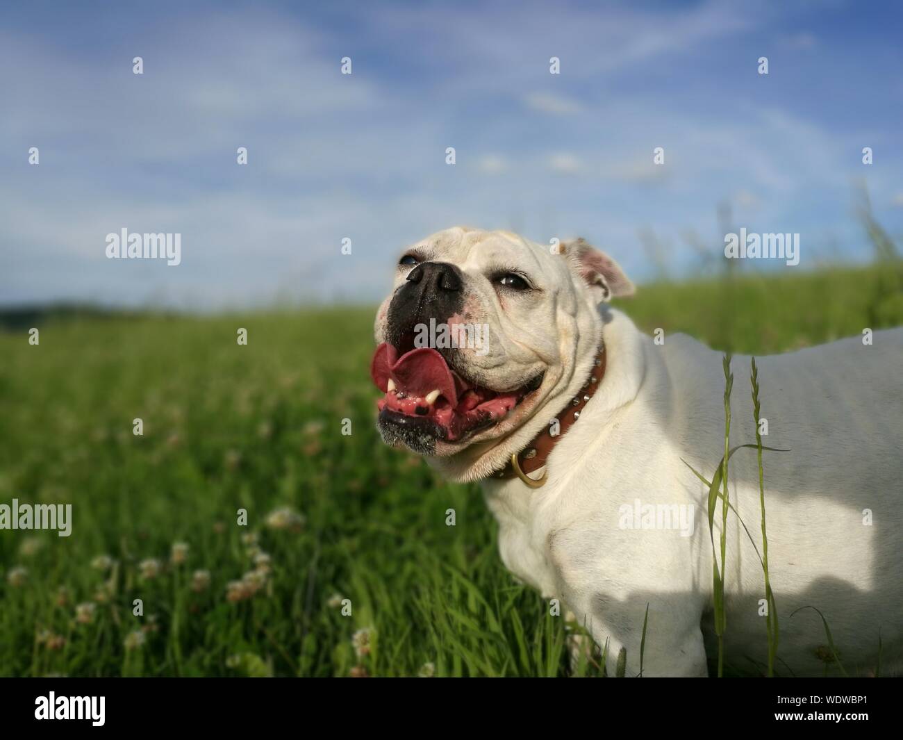 English bulldog standing side view hi-res stock photography and images ...