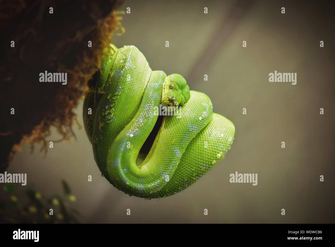 Rolled Up On Branch High Resolution Stock Photography and Images - Alamy