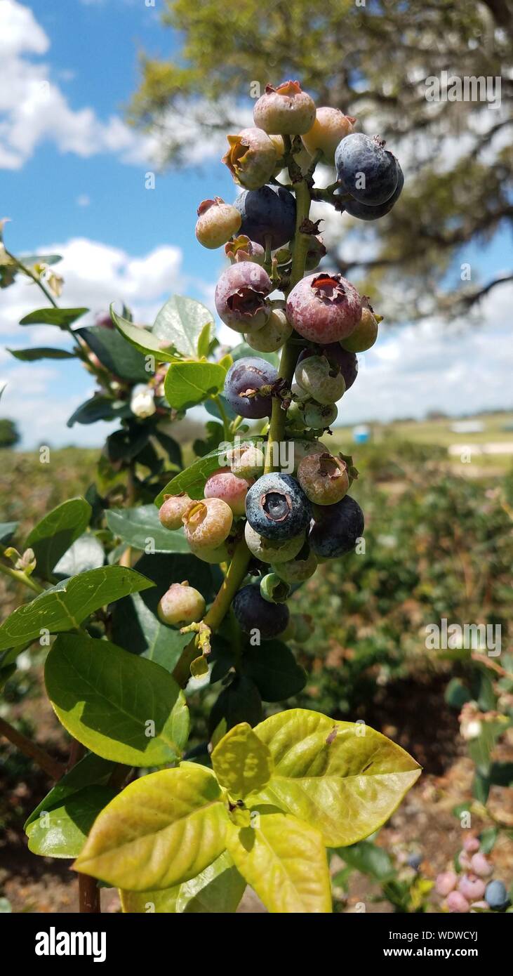 Rotten fruits on tree hi-res stock photography and images - Alamy
