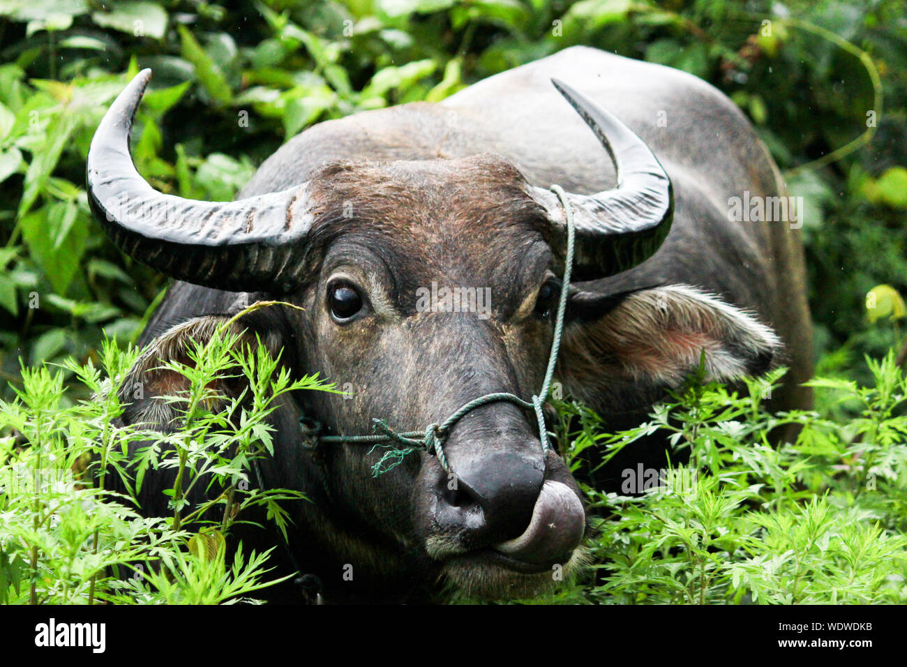 Portrait Domestic Water Buffalo High Resolution Stock Photography and ...
