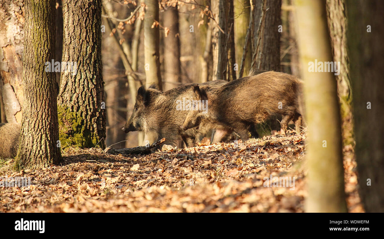 Forest pigs hi-res stock photography and images - Alamy
