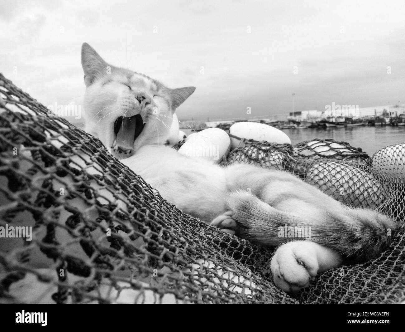 One fishing cat hi-res stock photography and images - Alamy