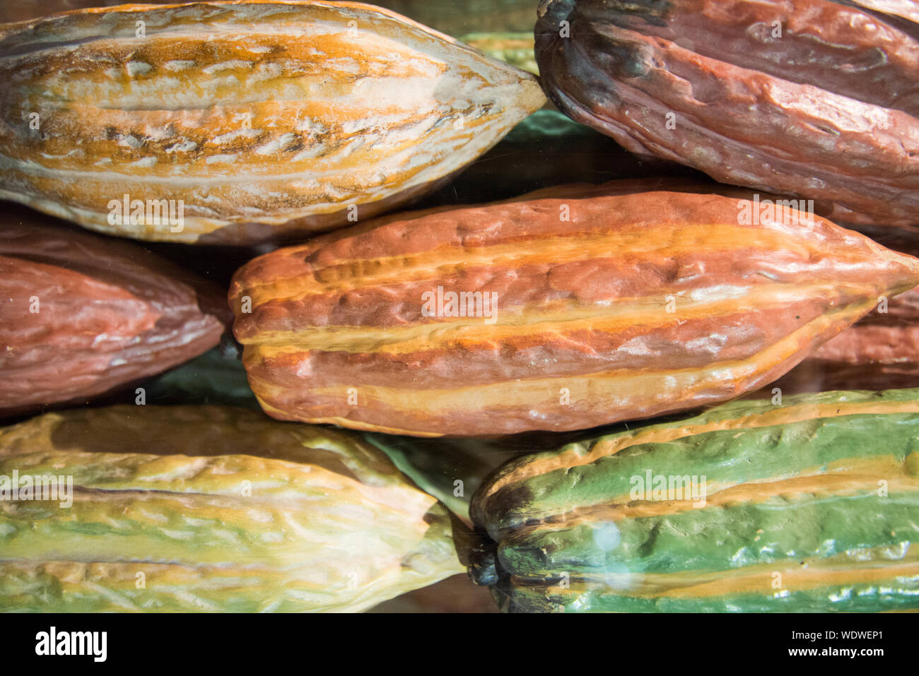 Mexico cacao farm hi-res stock photography and images - Alamy
