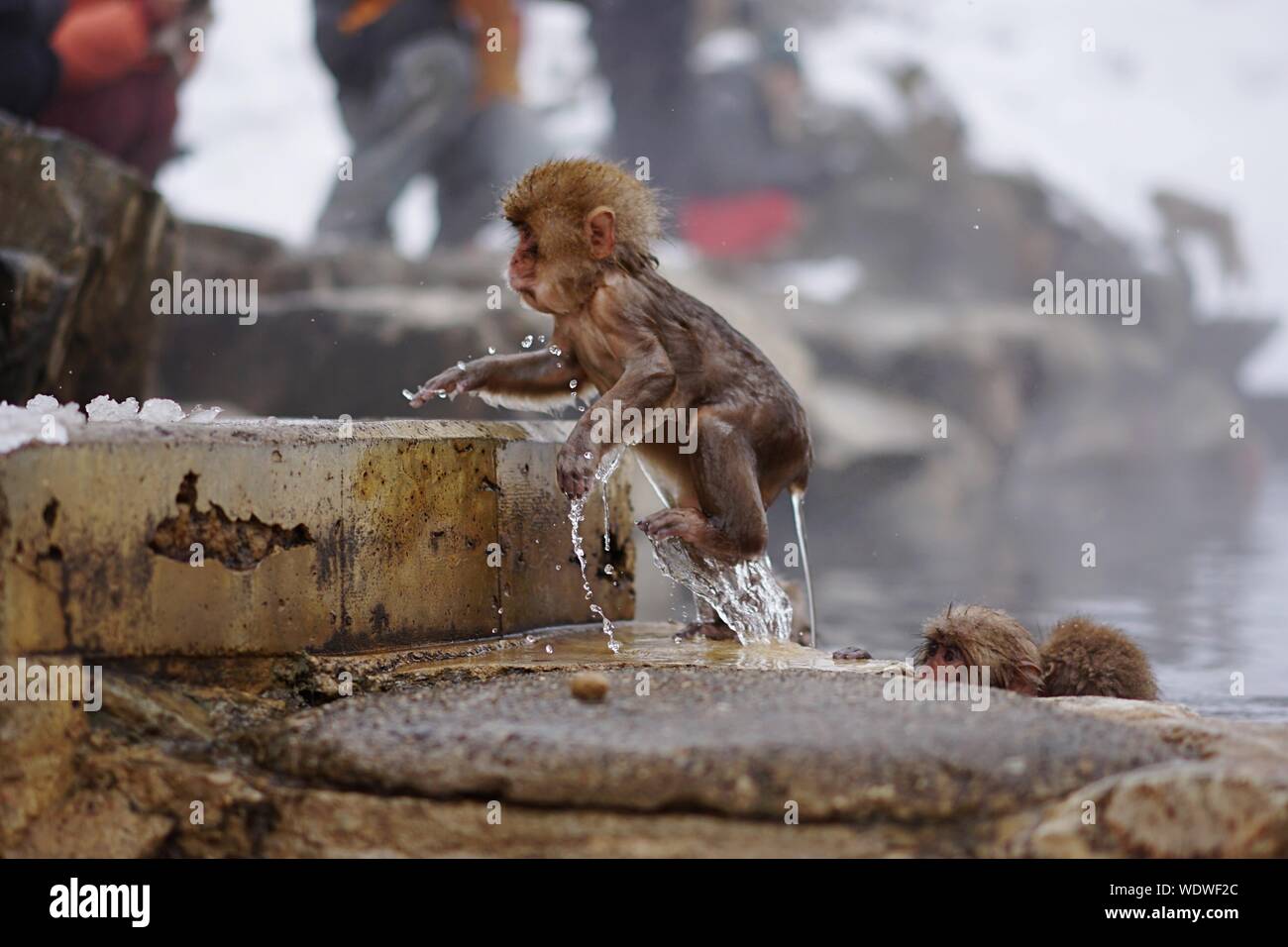 Funny Macaque High Resolution Stock Photography and Images - Alamy