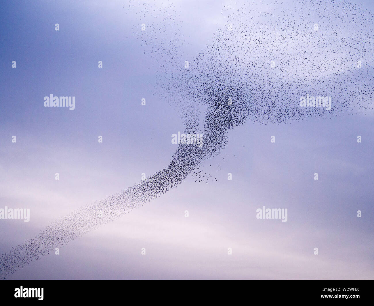 Sky insects hi-res stock photography and images - Alamy