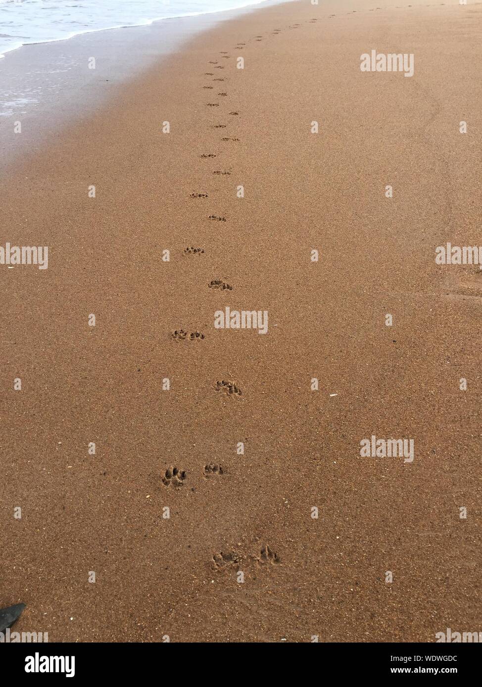 Beach paw prints hi-res stock photography and images - Alamy