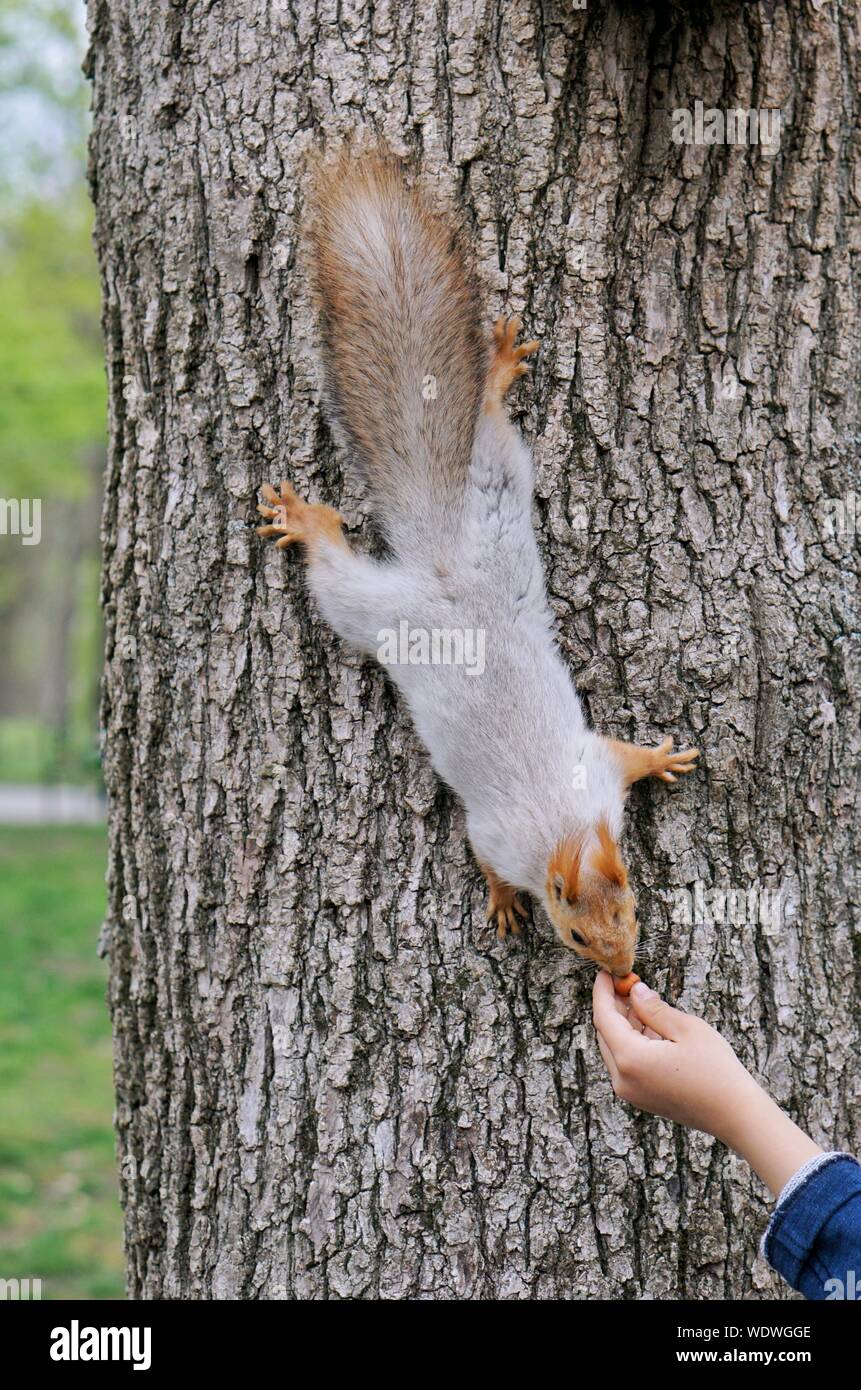 Real squirrel in tree hi-res stock photography and images - Alamy