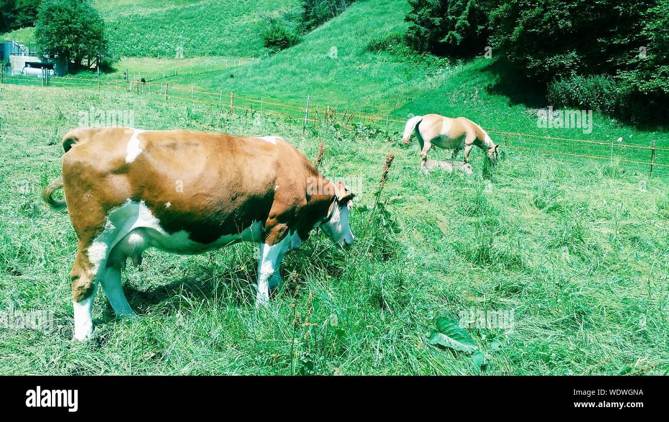Cow Horse High Resolution Stock Photography and Images - Alamy
